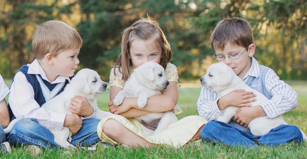 Ace Labradors – Family Raised – Responsibly Bred – CKC Lab Pups
