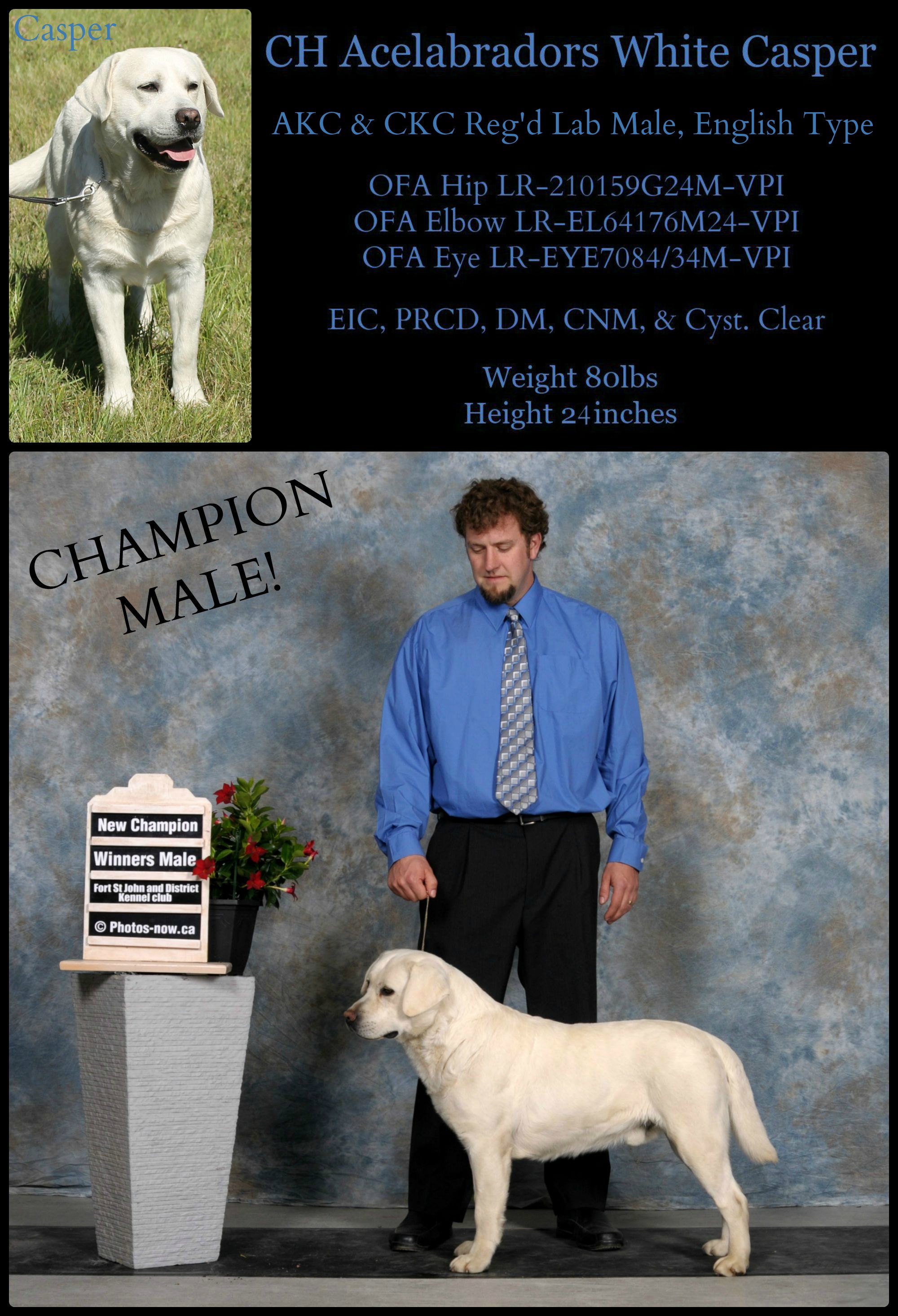 Sires – Ace Labradors