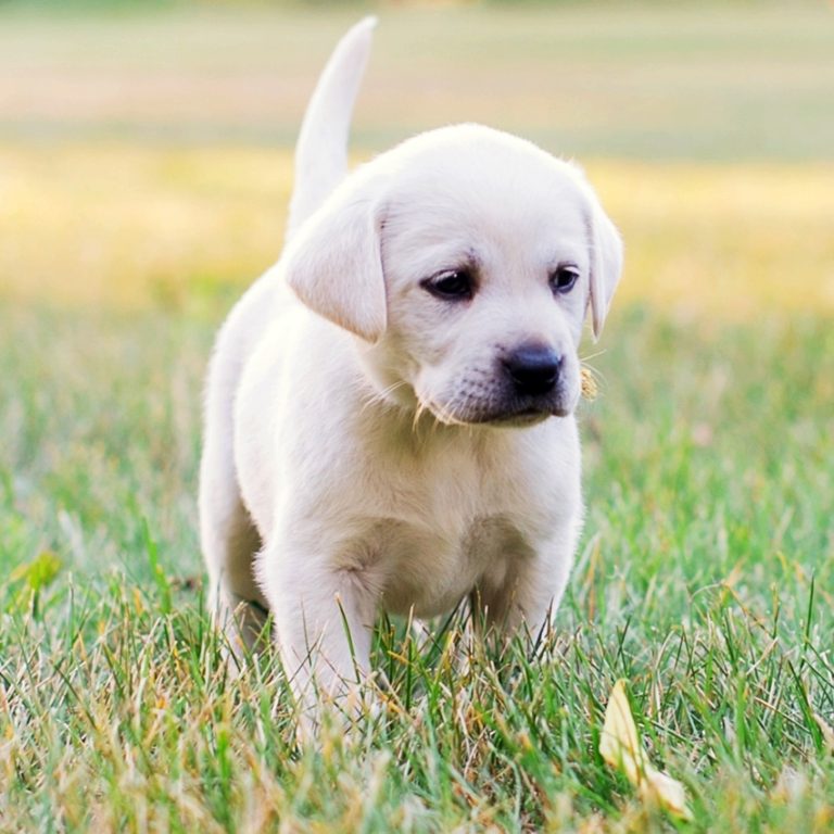 Puppies – Ace Labradors