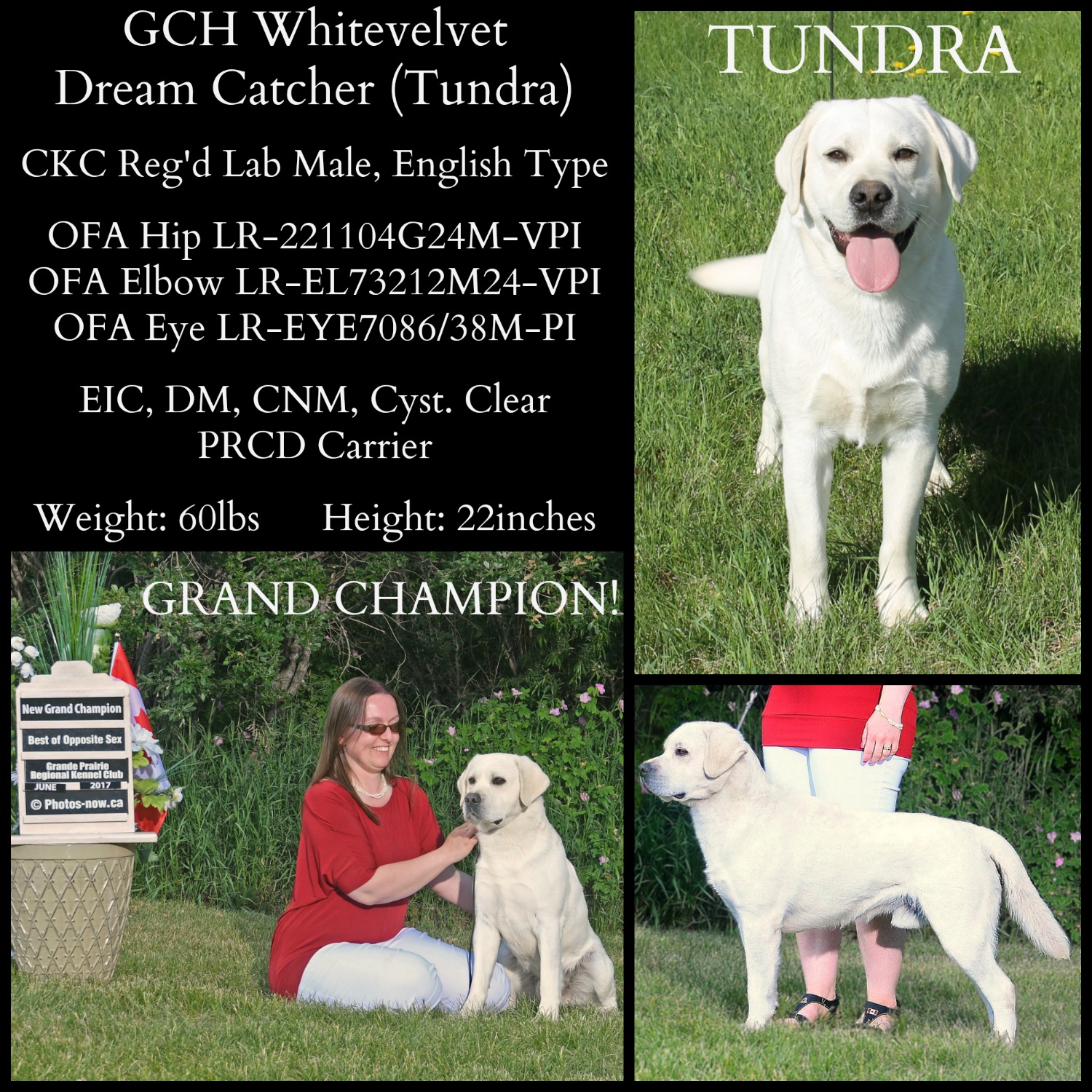Sires – Ace Labradors