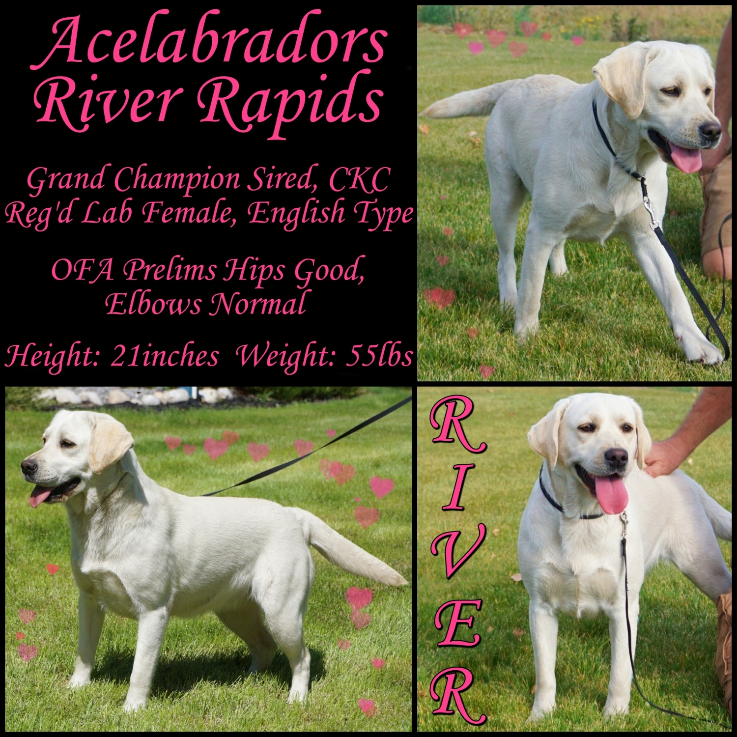 Dams – Ace Labradors