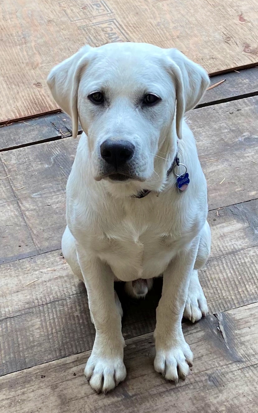 Past Pups – Ace Labradors
