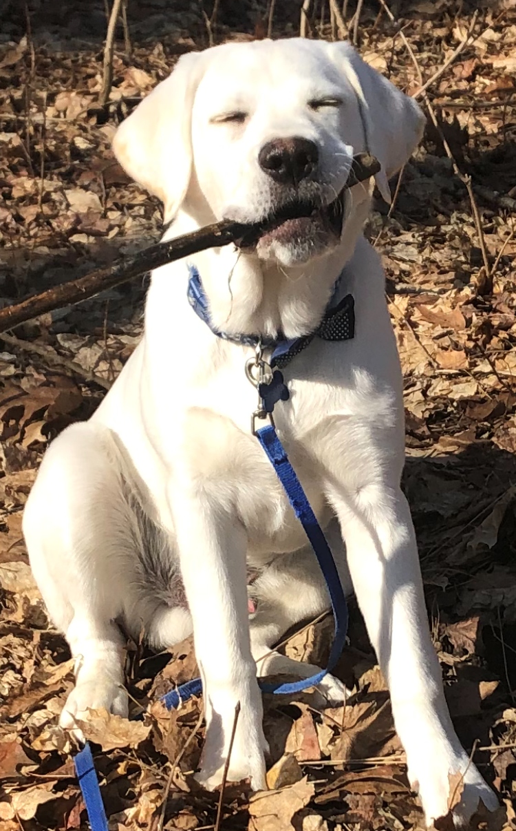 Past Pups – Ace Labradors