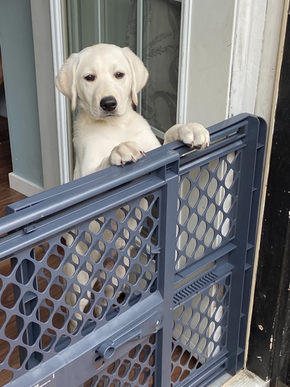 Past Pups – Ace Labradors